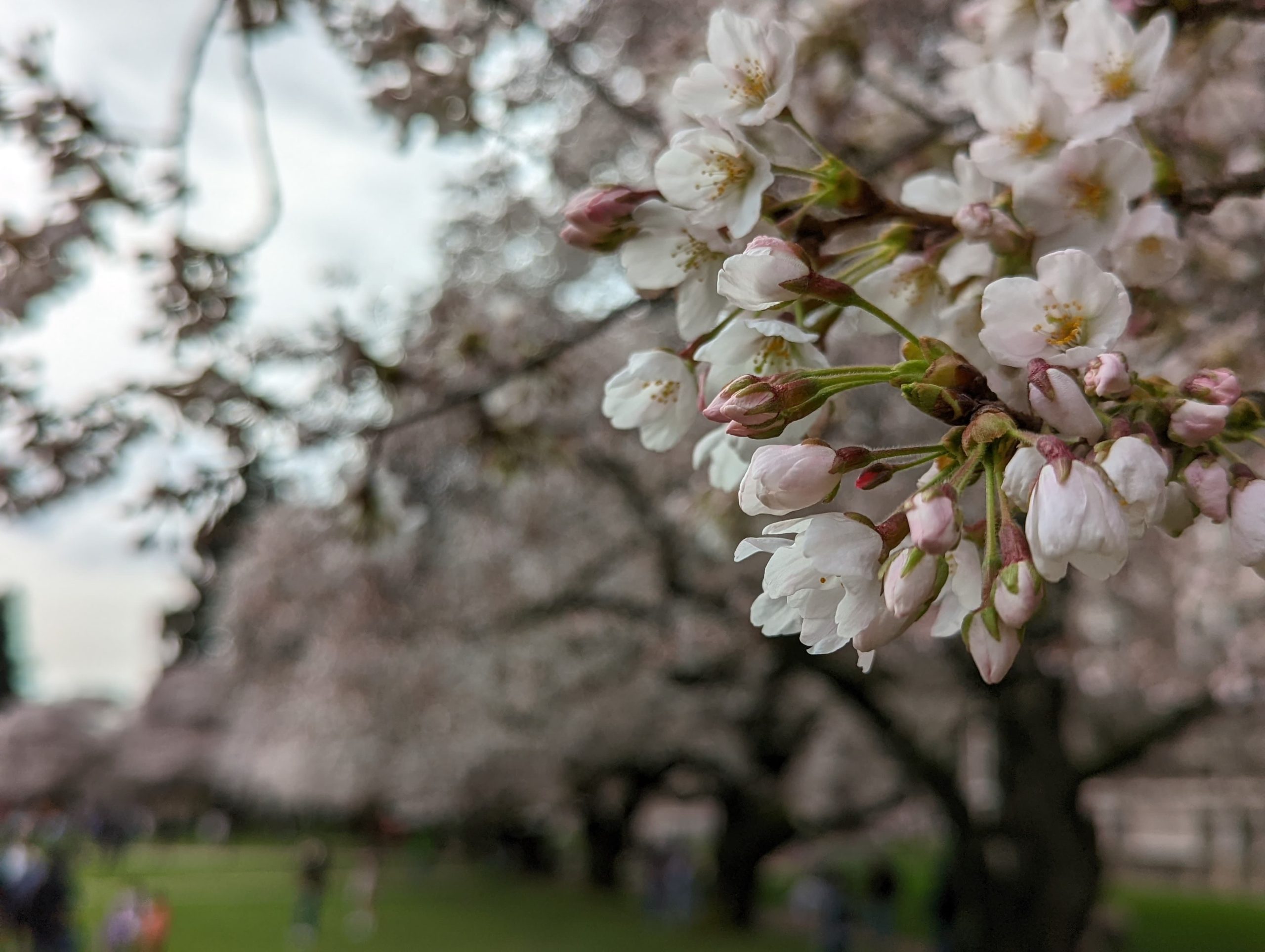 Transit Tips for Cherry Blossom Season - Commute Seattle